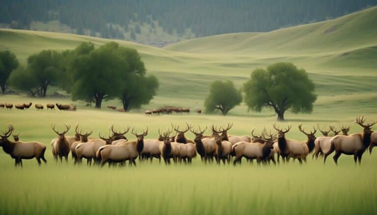 Managing Nutrition For Elk In Ranch Environments | The Ranching Guide